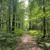 Hoist Lakes Foot Travel Area, Michigan - 113 Reviews, Map | AllTrails