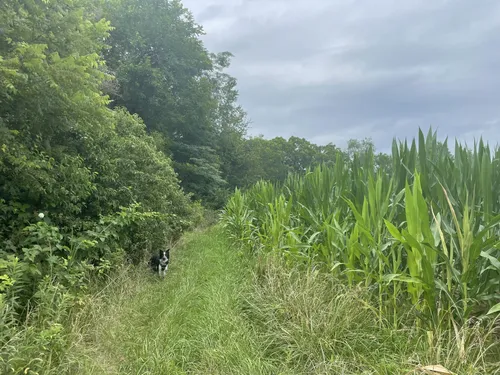 Best Hikes and Trails in Jim Edgar Panther Creek State Fish and ...