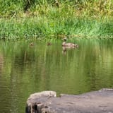 Balch Park Trail [CLOSED], California - 17 Reviews, Map | AllTrails