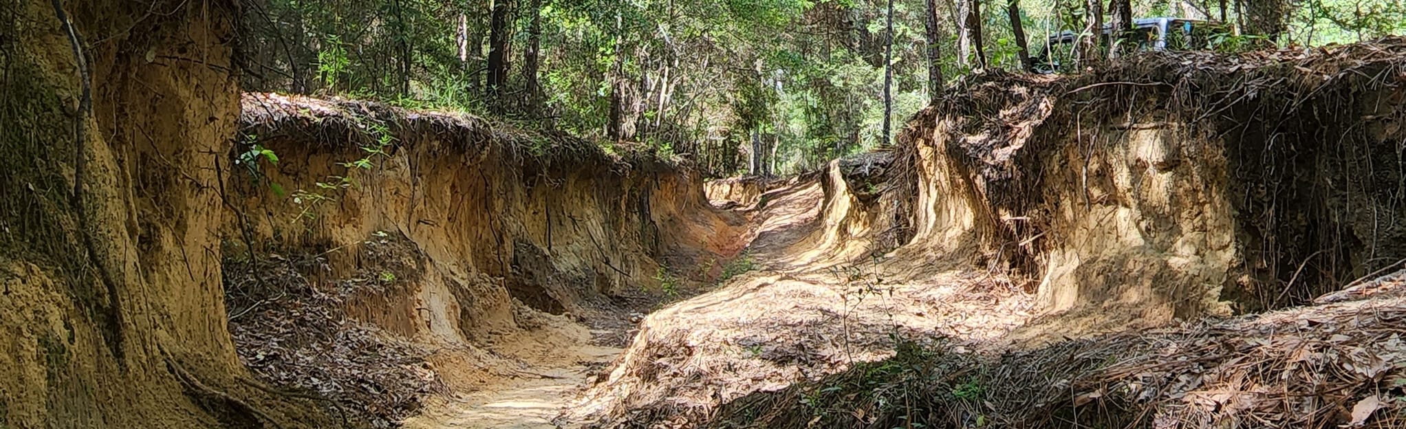 Vortex Springs Jeep Trails: 48 fotos - Florida | AllTrails