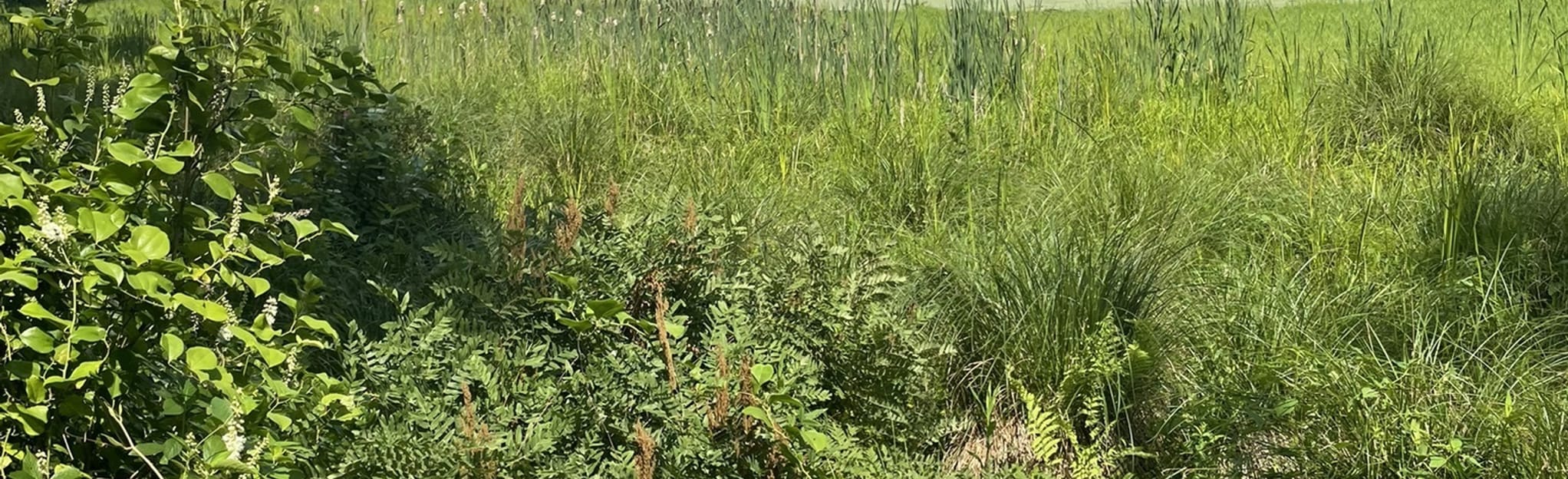 AllTrails | Green Diamond Trail Loop: 186 Reviews, Map - Connecticut