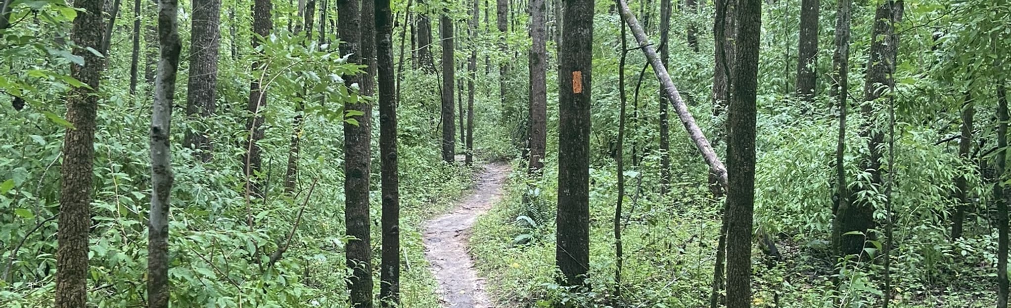 Fox and Wolf Trail Loop | Map, Guide - Maryland | AllTrails