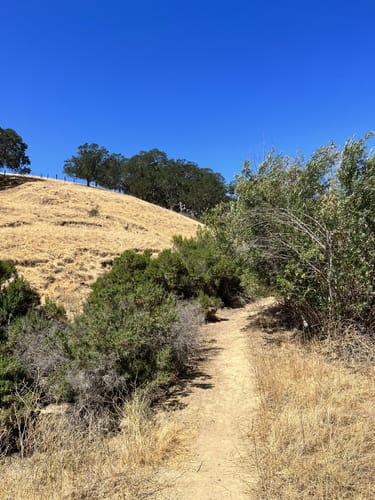 Best Hikes and Trails in Callippe Preserve | AllTrails