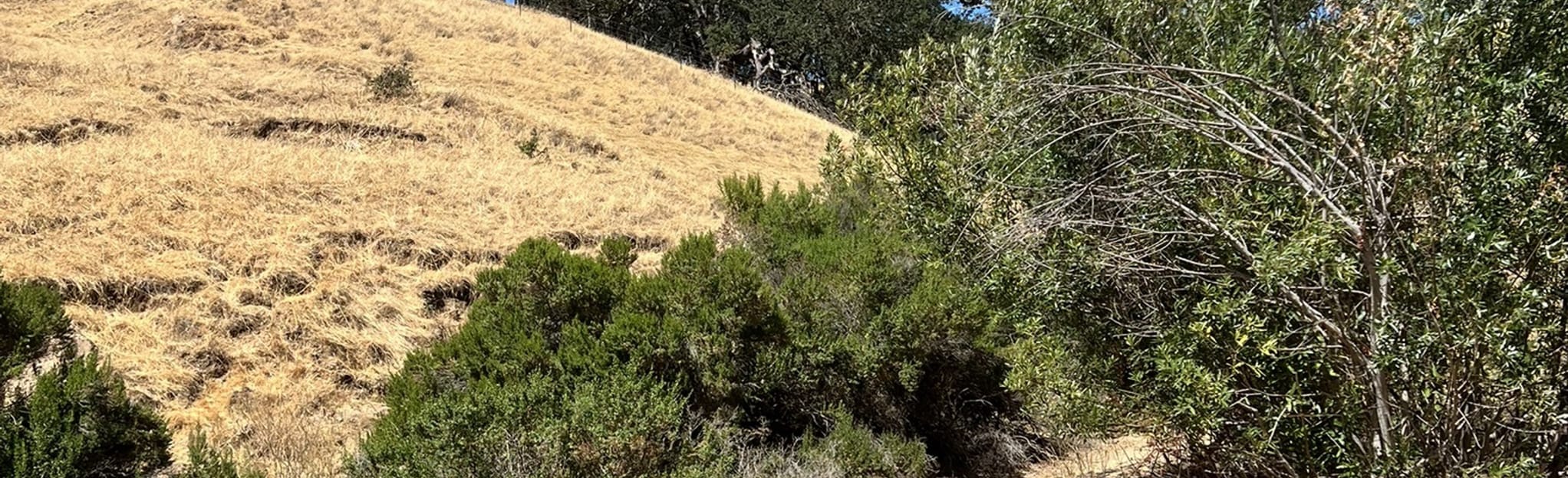 Callippe Preserve Trail Loop, California - 97 Reviews, Map | AllTrails