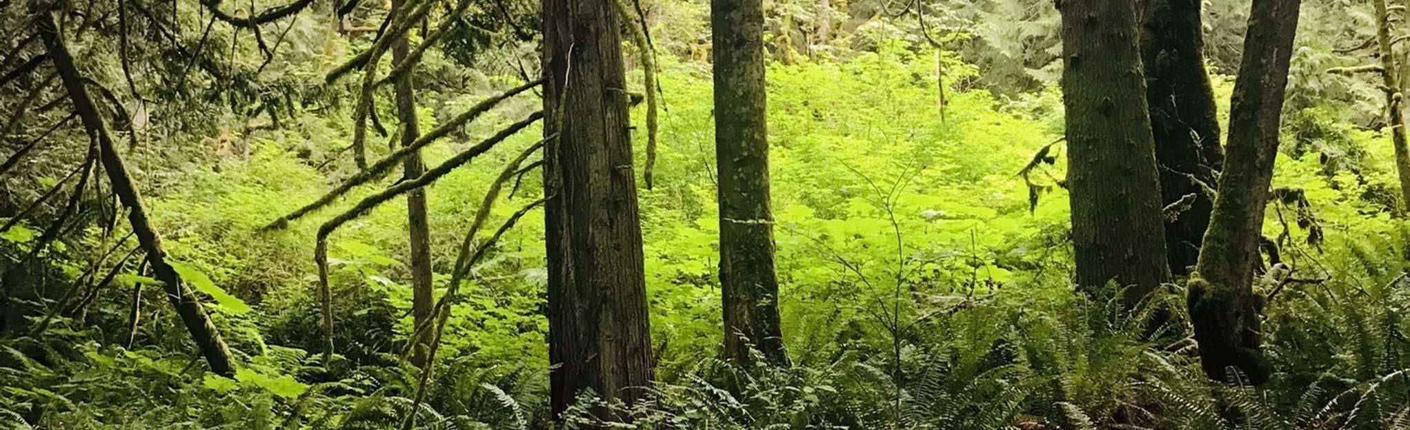 Grand Ridge Park Trail - Washington | AllTrails