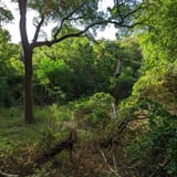 Woodway Trail, Texas - 298 Reviews, Map | AllTrails