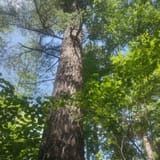 Lost '40' Trail, Minnesota - 162 Reviews, Map | AllTrails