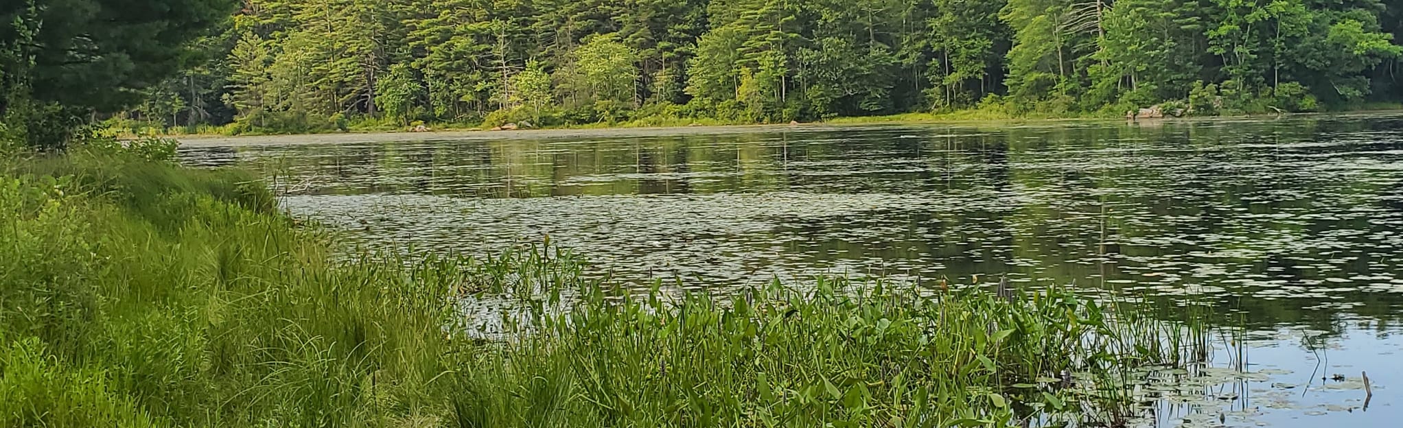 Stearns Pond Loop, Massachusetts - 220 Reviews, Map | AllTrails