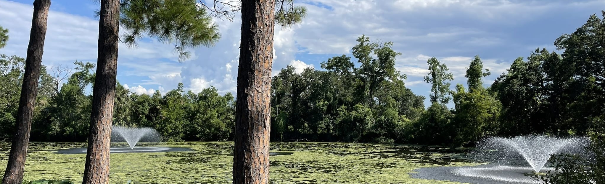 Audubon Park Loop, Louisiana - 670 Reviews, Map | AllTrails