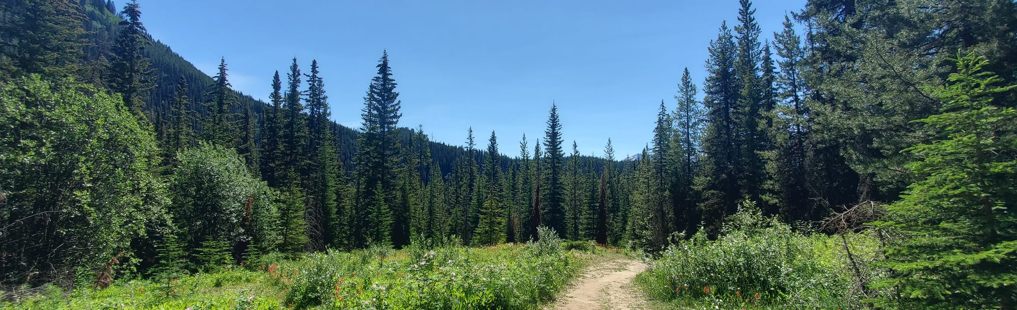 Moose Meadows: 82 Reviews, Map - Alberta, Canada | AllTrails