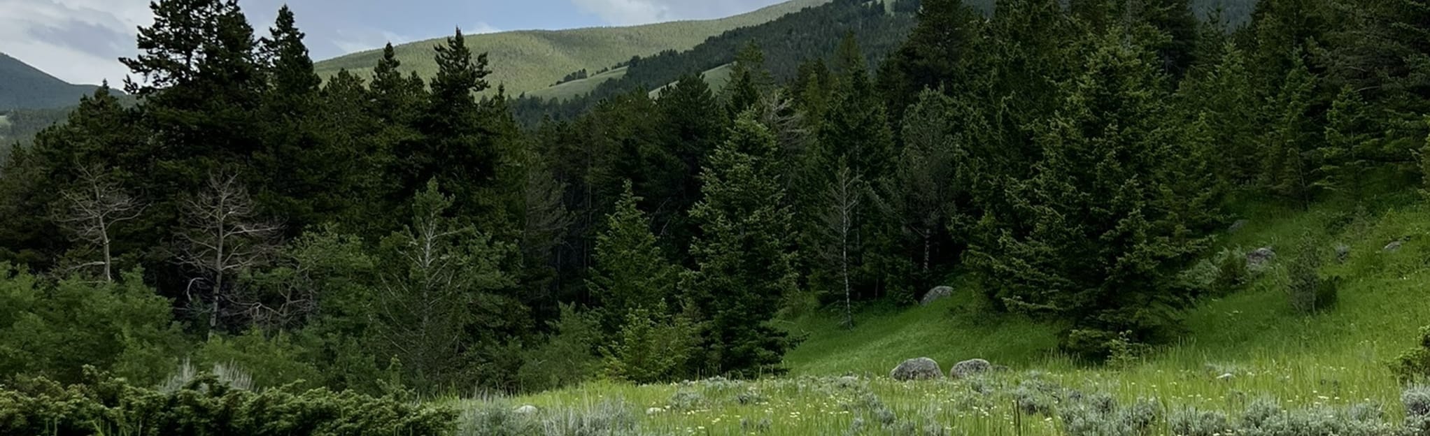 Silver Run Loop Trail, Montana - 388 Reviews, Map | AllTrails