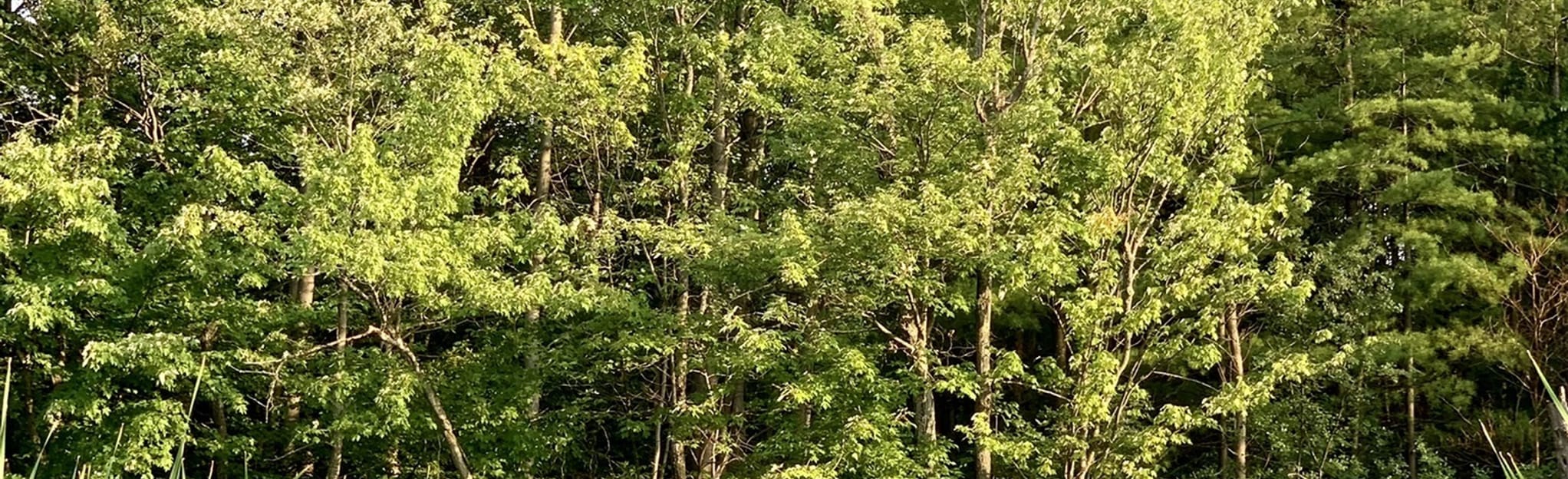 Fletcher Creek Swamp Forest Boardwalk Trail: 15 Reviews, Map - Ontario ...