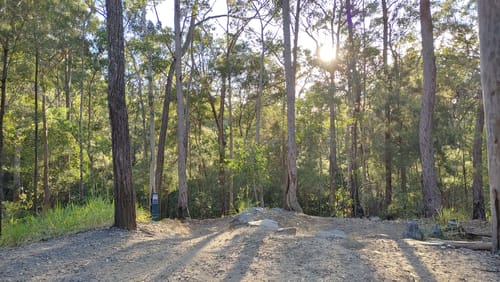 2023 Best 10 Walking Trails in Nerang National Park | AllTrails