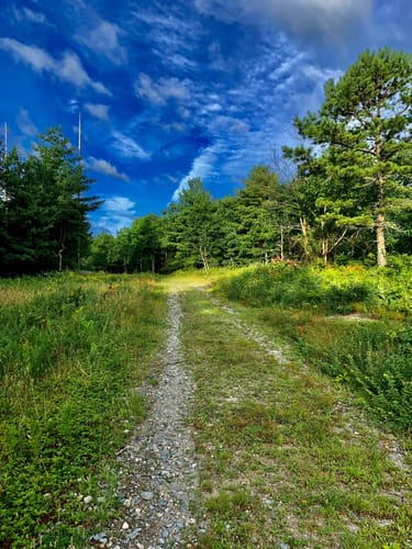 2023 Best 10 Forest Trails in Freetown Fall River State Forest | AllTrails