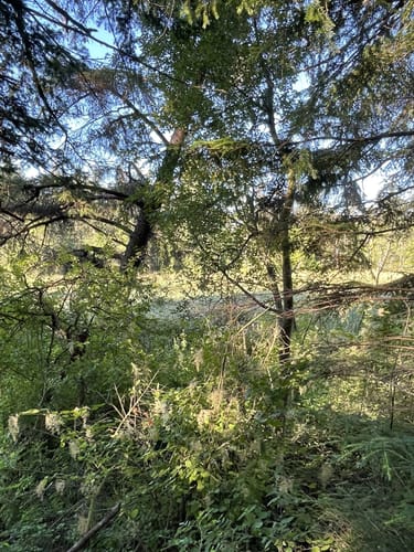 Best Hikes and Trails in Birch Bay State Park | AllTrails