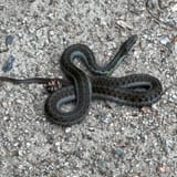 Lower Bear Notch Road Loop, New Hampshire - 19 Reviews, Map | AllTrails