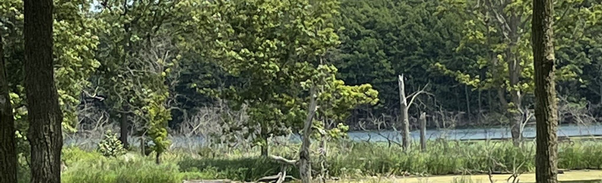 Humbug Marsh Loop: 229 Reviews, Map - Michigan | AllTrails