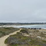 Asilomar State Beach and Coast Trail, California - 706 Reviews, Map ...