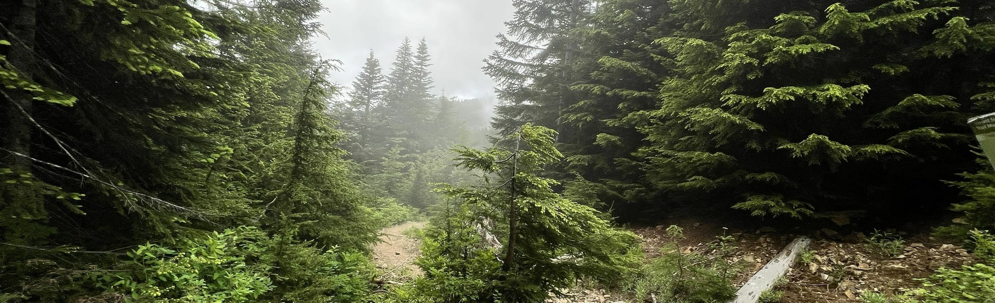 Mount Teneriffe via Mount Teneriffe Trail: 267 Reviews, Map ...