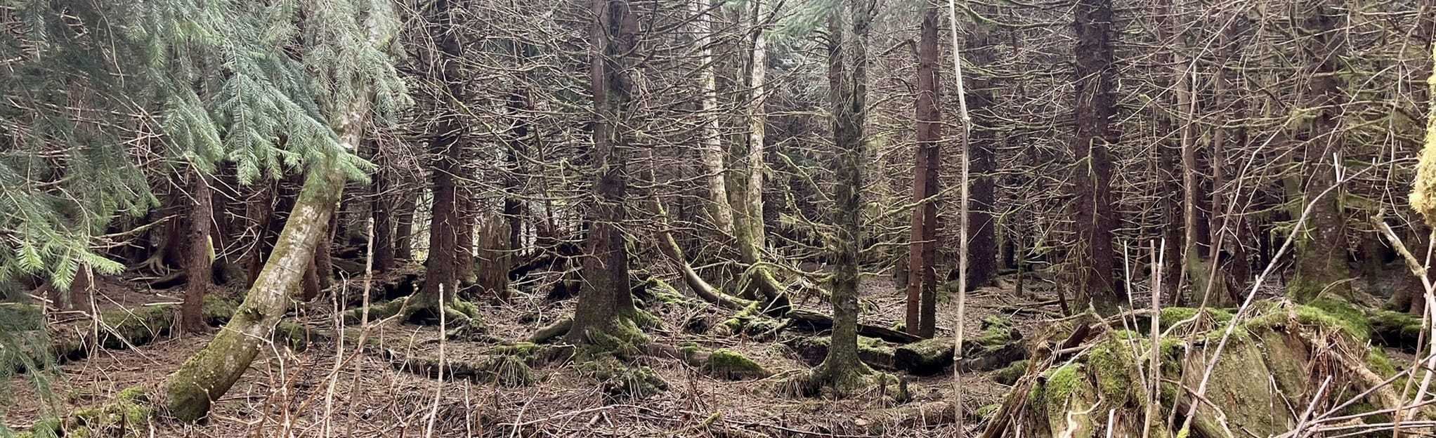 Moose Meadows Loop: 18 Reviews, Map - British Columbia, Canada | AllTrails