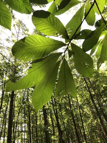 Best Hikes and Trails in Noxubee Refuge | AllTrails