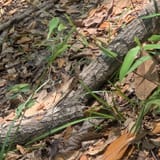 Bulow Woods Hiking Trail, Florida - 214 Reviews, Map | AllTrails