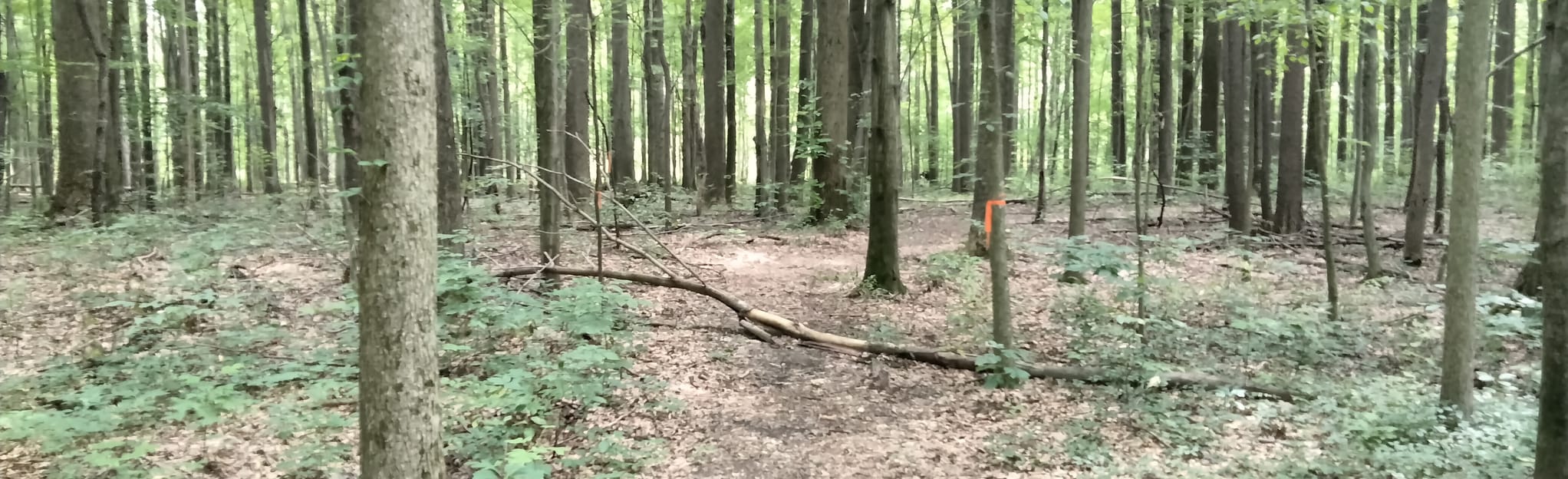 Big Oak Nature Park Trail, Ohio - 4 Reviews, Map | AllTrails