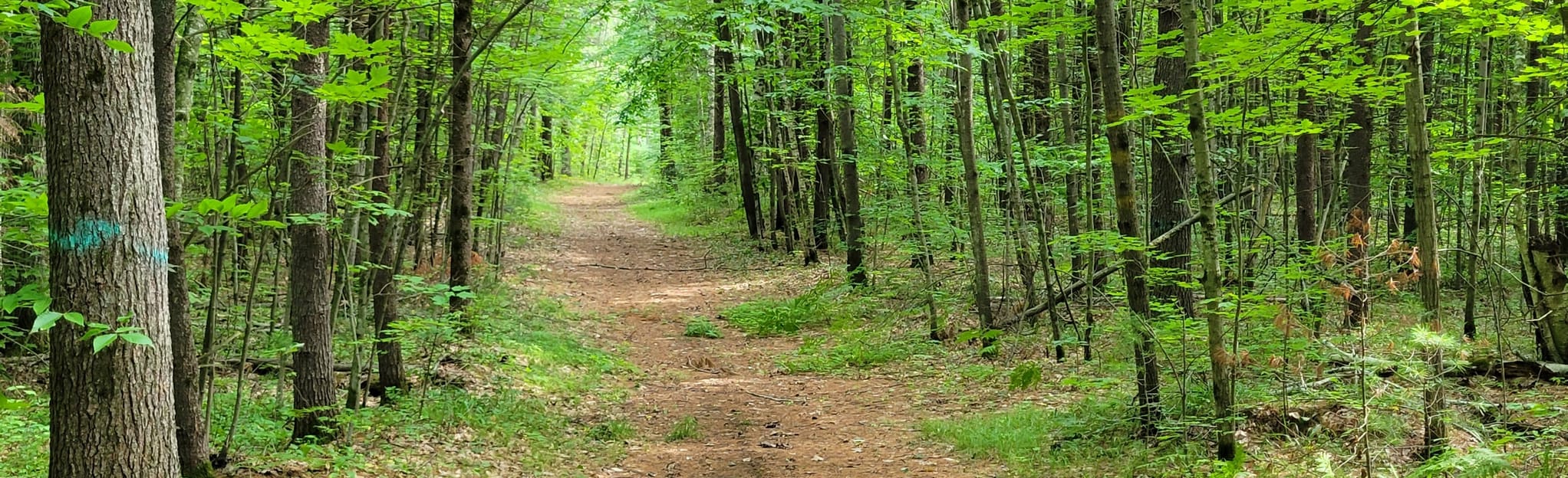 Machickanee Forest Northwest Loop, Wisconsin - 113 Reviews, Map | AllTrails
