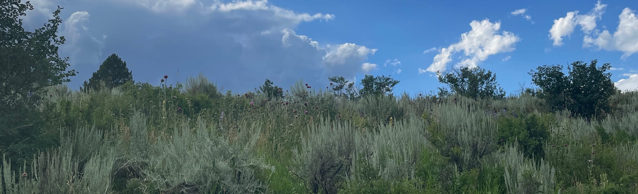 Hay Meadow Trail, Colorado - 62 Reviews, Map | AllTrails