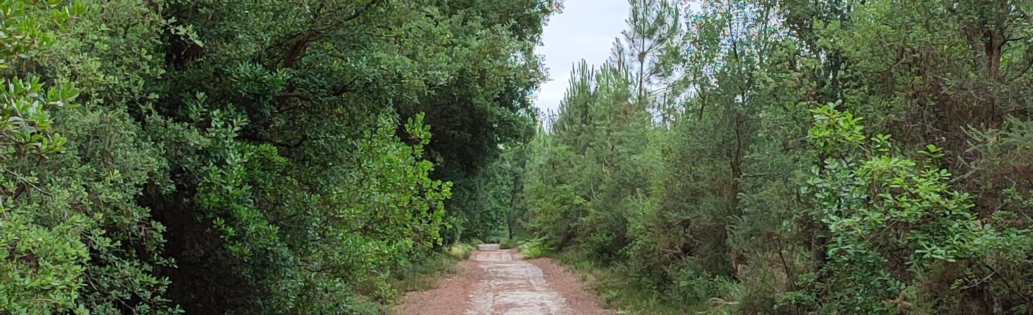 Forêt et Plage des Casernes | Map, Guide - Landes, France | AllTrails