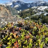 Flower Ridge, British Columbia, Canada - 169 Reviews, Map | AllTrails