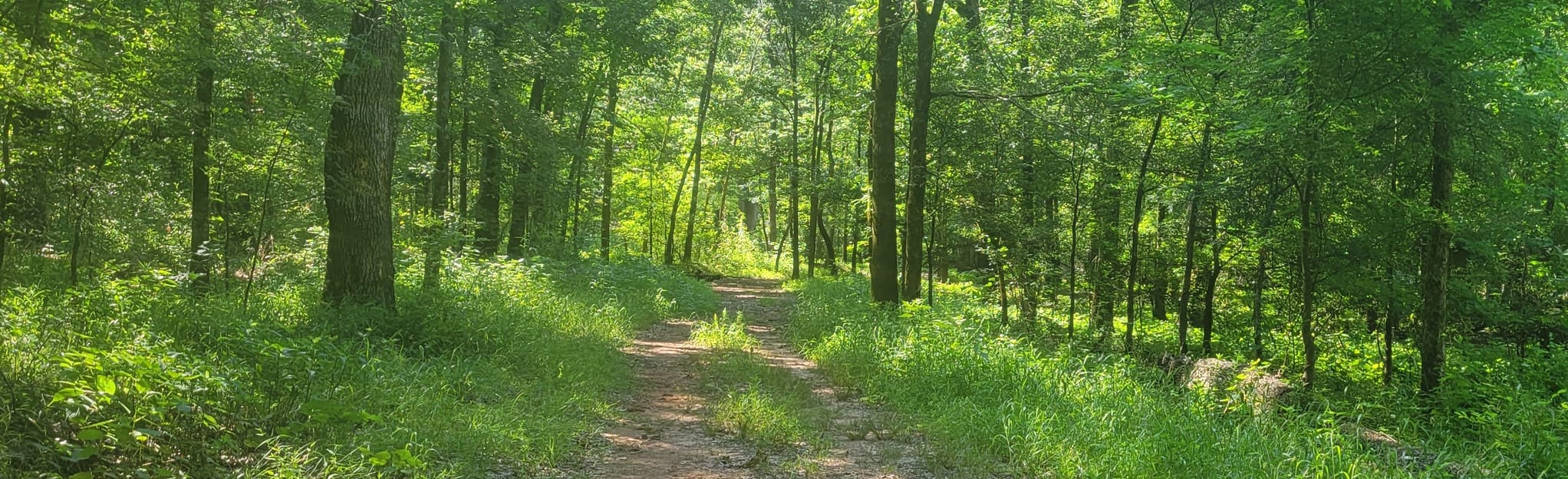 Chemin-a-Haut Camp Trail - Louisiana | AllTrails