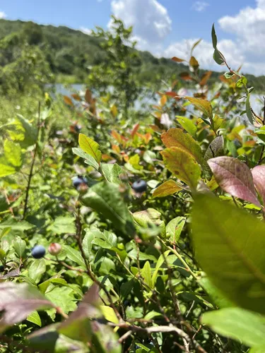 Best Hikes and Trails in Finzel Swamp Preserve | AllTrails