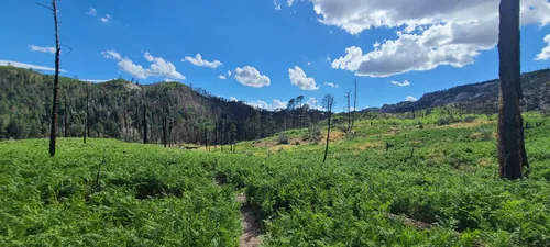 10 Best Backpacking Trails in Pusch Ridge Wilderness | AllTrails