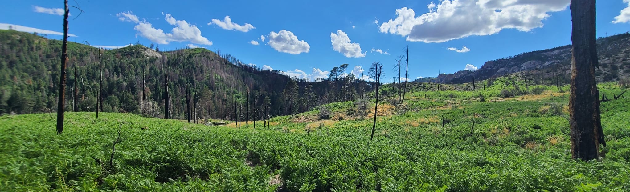 Mint Spring to Sabino Canyon via Wilderness of Rocks and West Fork ...