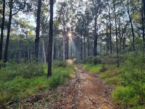 Best 10 Hikes and Trails in Moggill Conservation Park | AllTrails