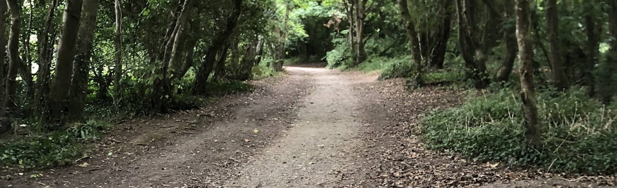 Tehidy Woods Circular, Cornwall, England - 20 Reviews, Map | AllTrails