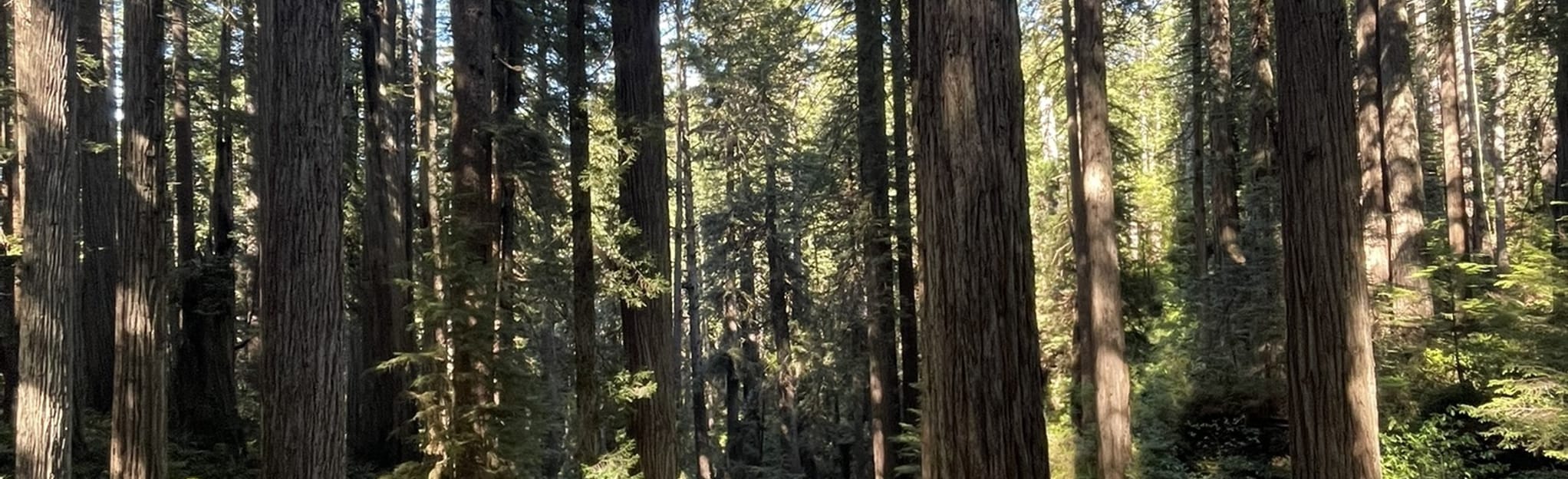 Clintonia Trail Loop, California - 433 Reviews, Map | AllTrails