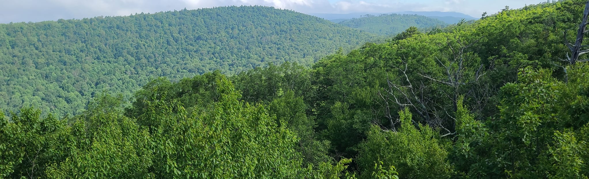 Duncan Knob Lollipop Loop: 70 Reviews, Map - Virginia | AllTrails