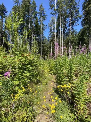 Best Hikes and Trails in Kanaka Creek Regional Park | AllTrails