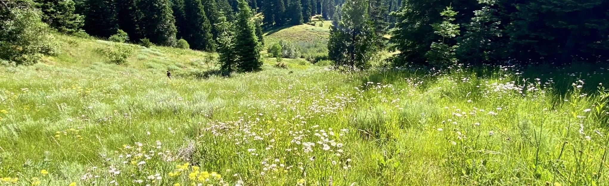 Big Red Mountain, Oregon - 39 Reviews, Map | AllTrails