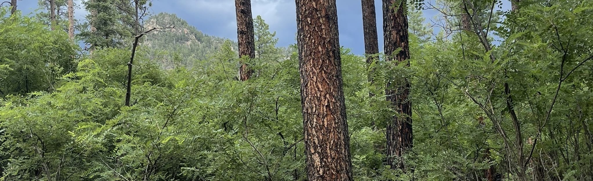 See Spring Trail, Arizona - 641 Reviews, Map | AllTrails