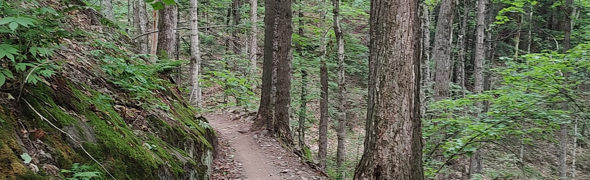 Pioneer Loop, Michigan - 56 Reviews, Map | AllTrails
