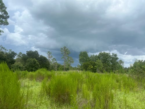 Best Hikes and Trails in Lower Green Swamp Nature Preserve | AllTrails