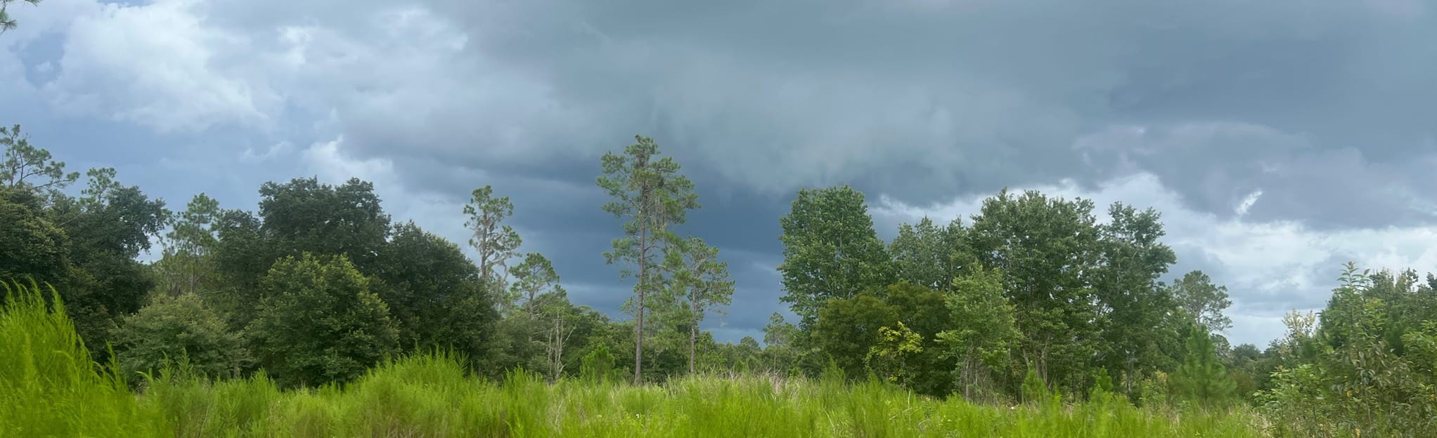 Lower Green Swamp Southeast to Southwest Loop, Florida - 49 Reviews ...