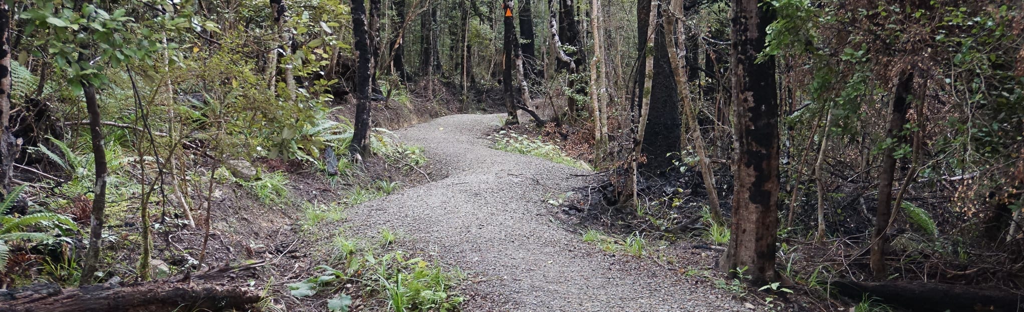Wooded Gully Track and Kereru Track [CLOSED], Canterbury, New Zealand ...