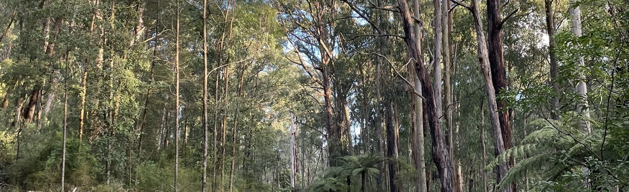 Grey Gum and Circuit Tracks Loop, Victoria, Australia - 14 Reviews, Map ...
