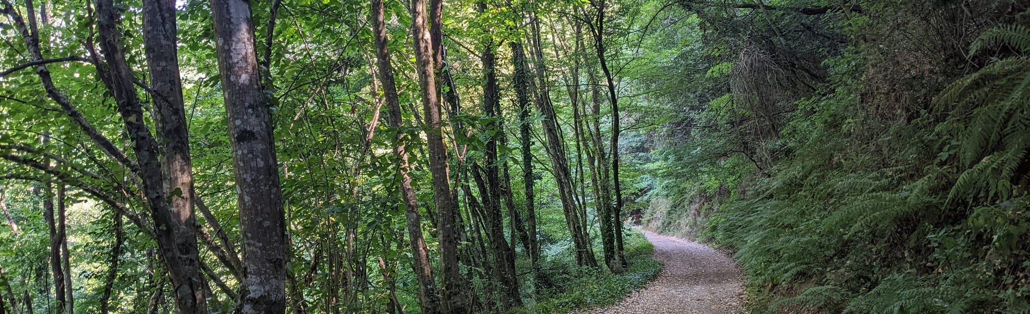 Colle di Buggiano - Pinetone, Tuscany, Italy - 11 Reviews, Map | AllTrails