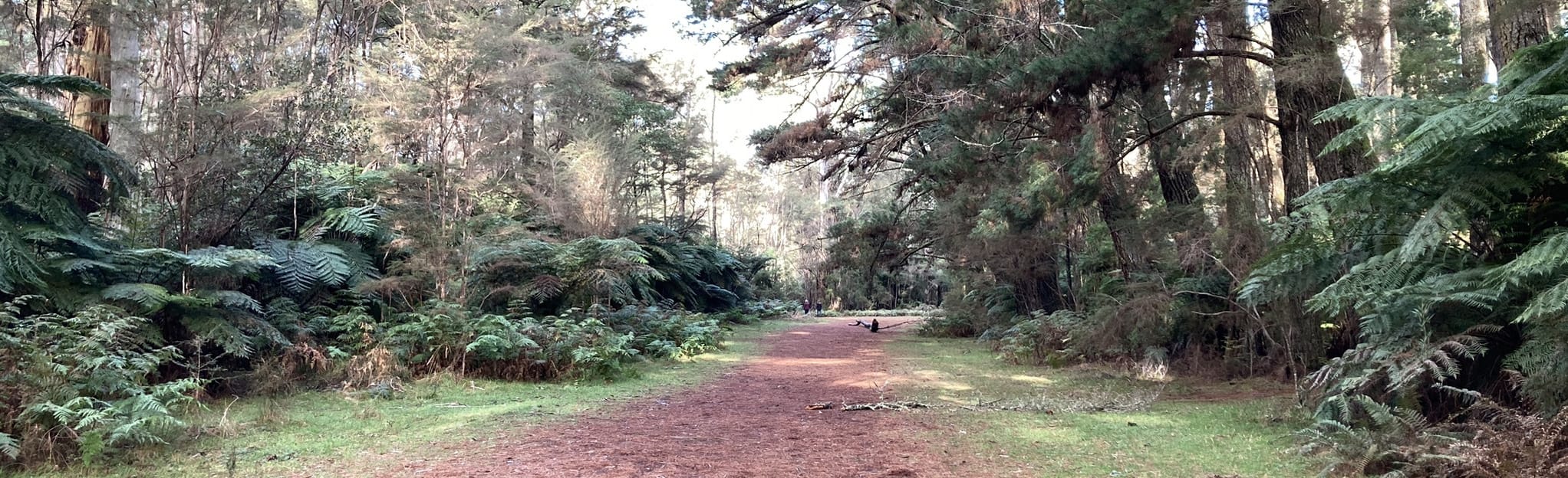 Redwood Forest, Victoria, Australia - 118 Reviews, Map | AllTrails