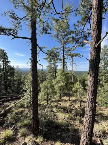 Best Hikes and Trails in Pinetop-Lakeside | AllTrails